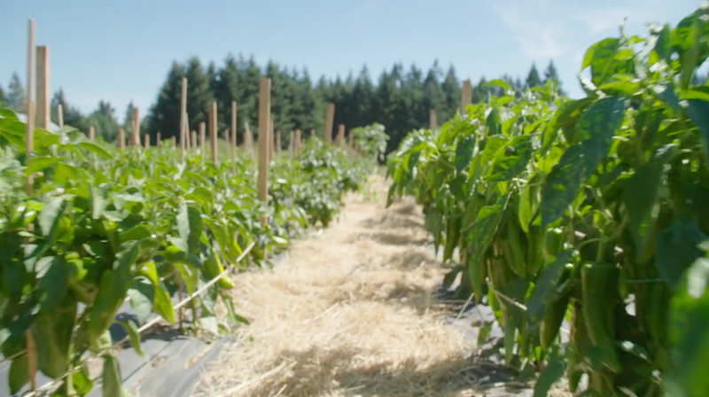 Washington State Conservation Commission | Partnering with you to ...