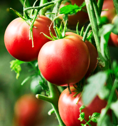 Eathos Foods - Healthy Frozen Meals Made In Italy