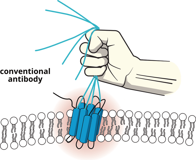 Abalone Bio | Activating therapeutic biology