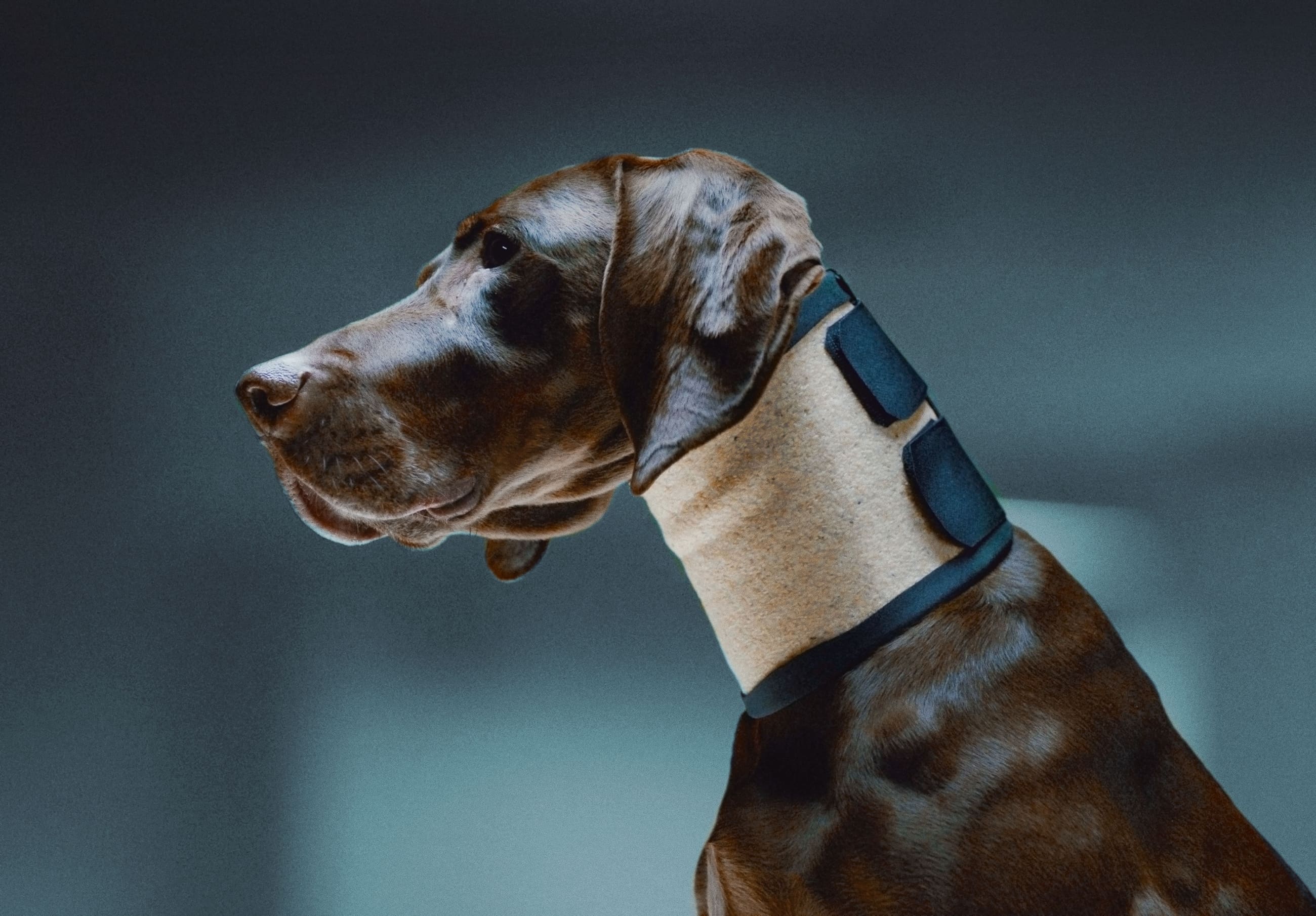 Woodcast | Sustainable & safe casting material