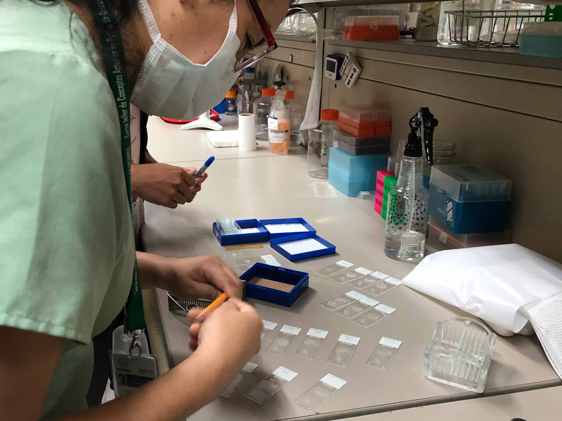 IHQ tercera etapa: tinción