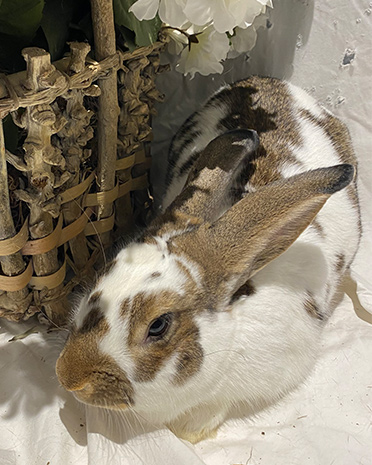 Adoptable and Fosterable Rabbits