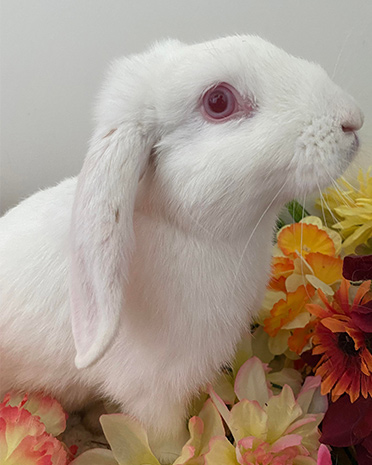 Adoptable and Fosterable Rabbits
