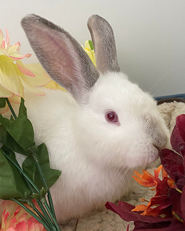 Adoptable and Fosterable Rabbits
