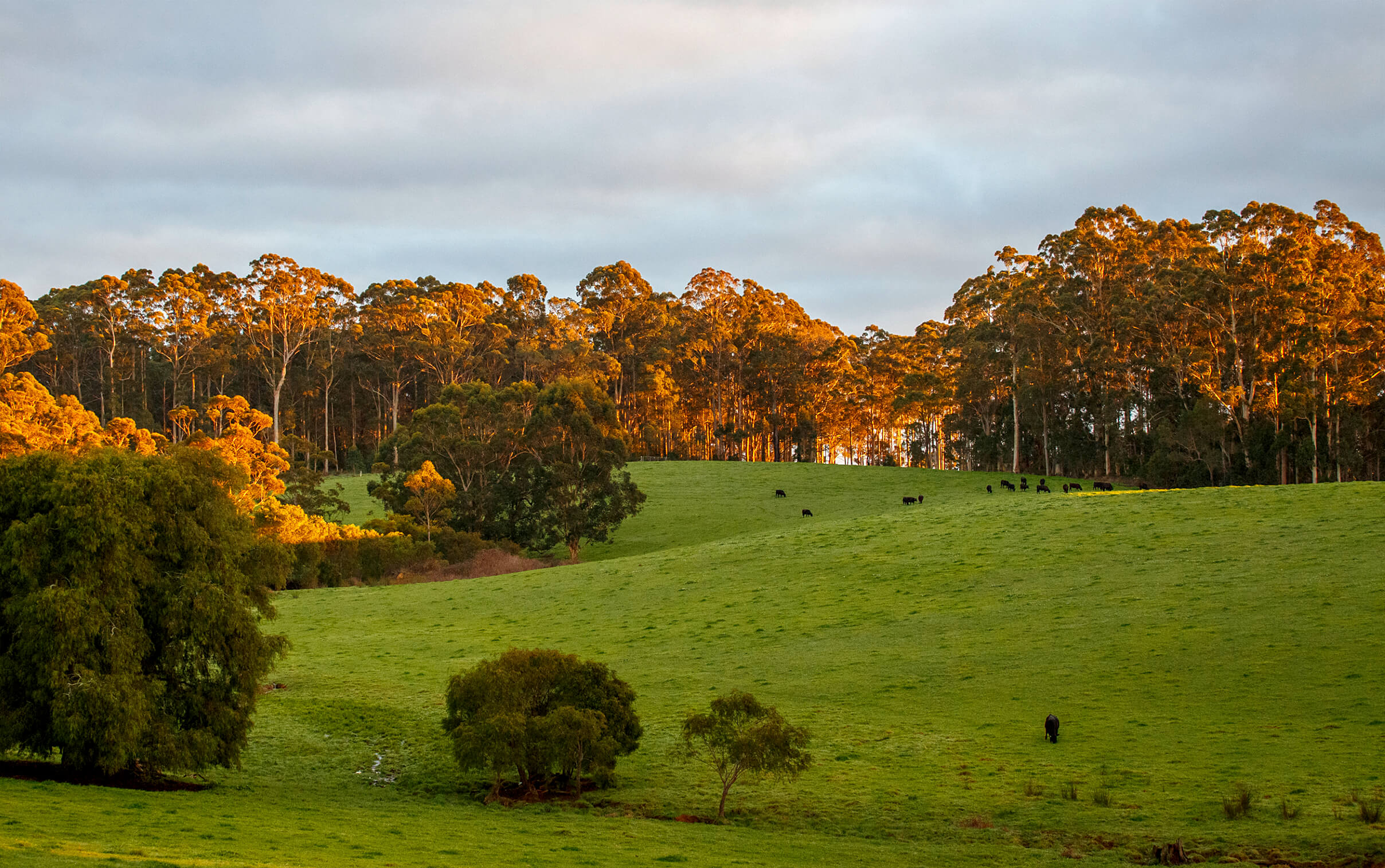 Diamond Tree | Angus Bulls | Manjimup Western Australia