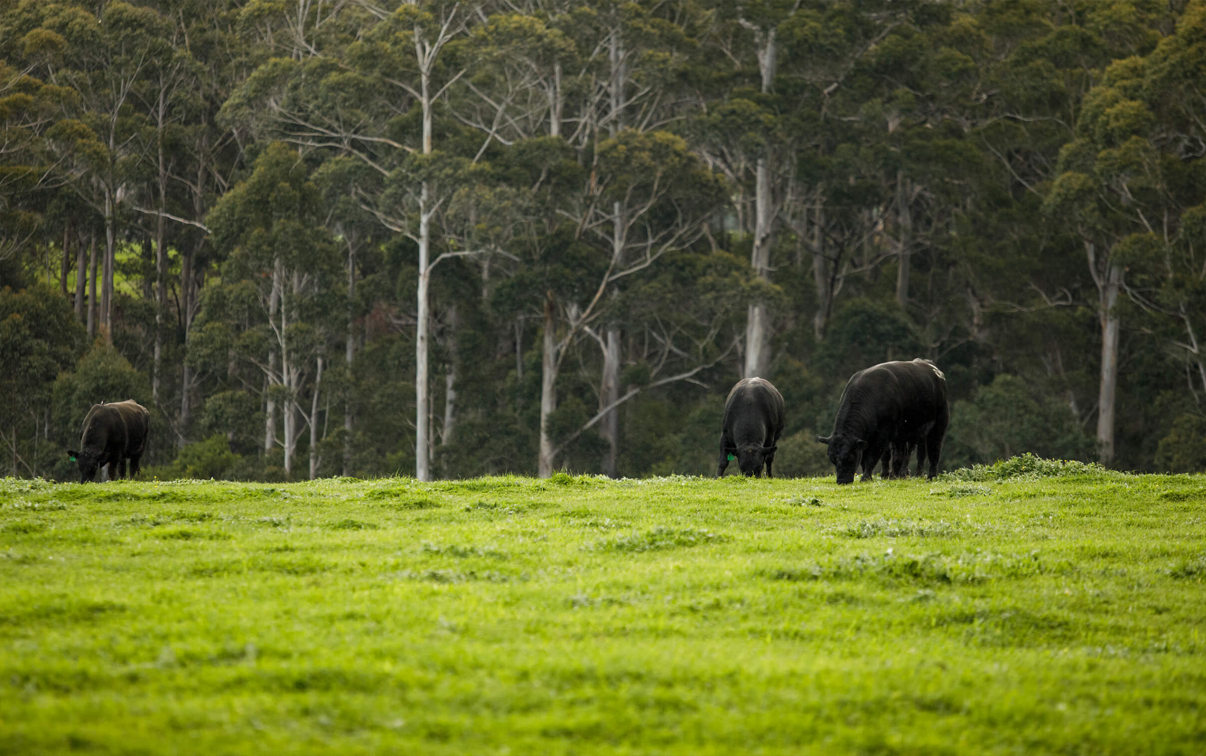 Diamond Tree | Angus Bulls | Manjimup Western Australia