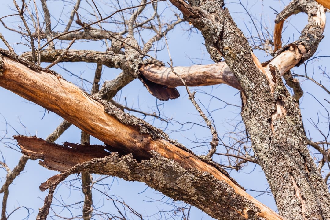 How to Tell If a Tree Is Dying: The Signs Explained - Canopy Tree and ...