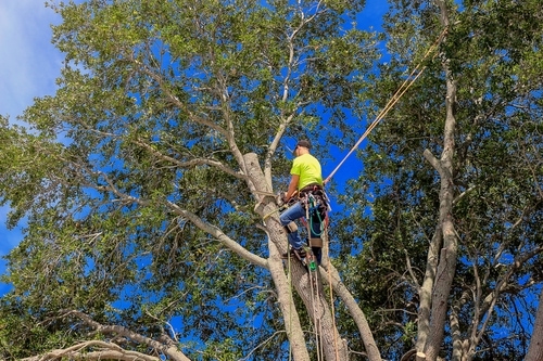 Tree Surgeons: Who They Are and What They Do - Canopy Tree and Land Company