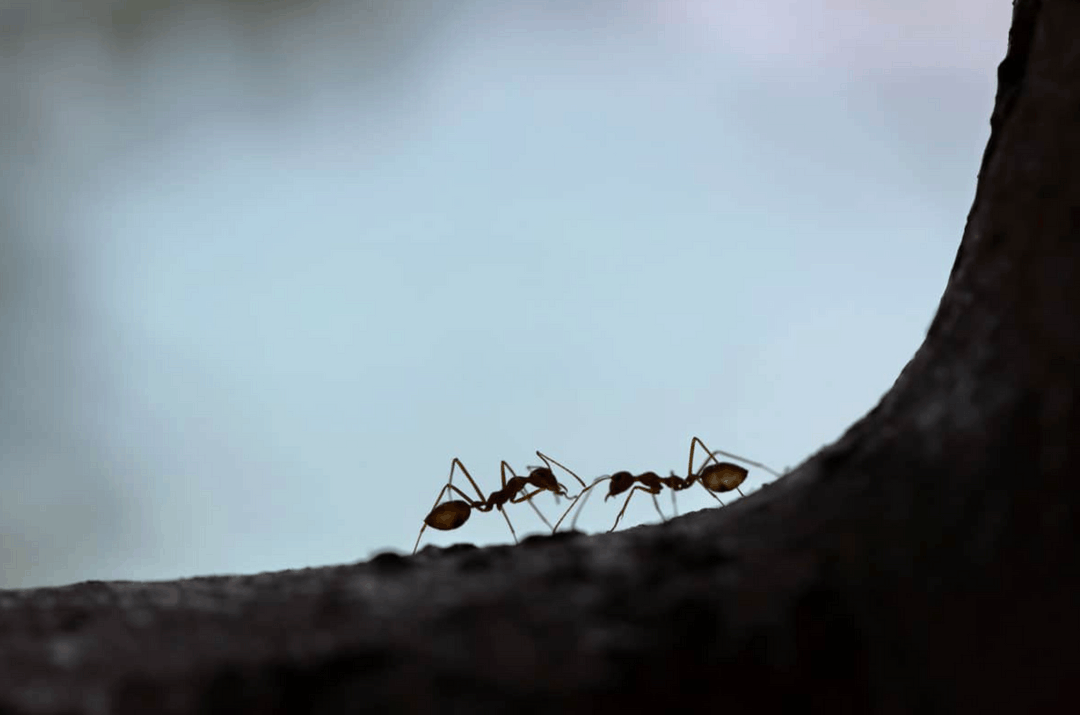 Comment se débarrasser de la fourmi de sable (Fourmi de pavé ...