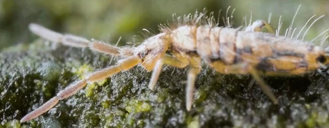 Extermination de Collemboles | Vertmine Extermination