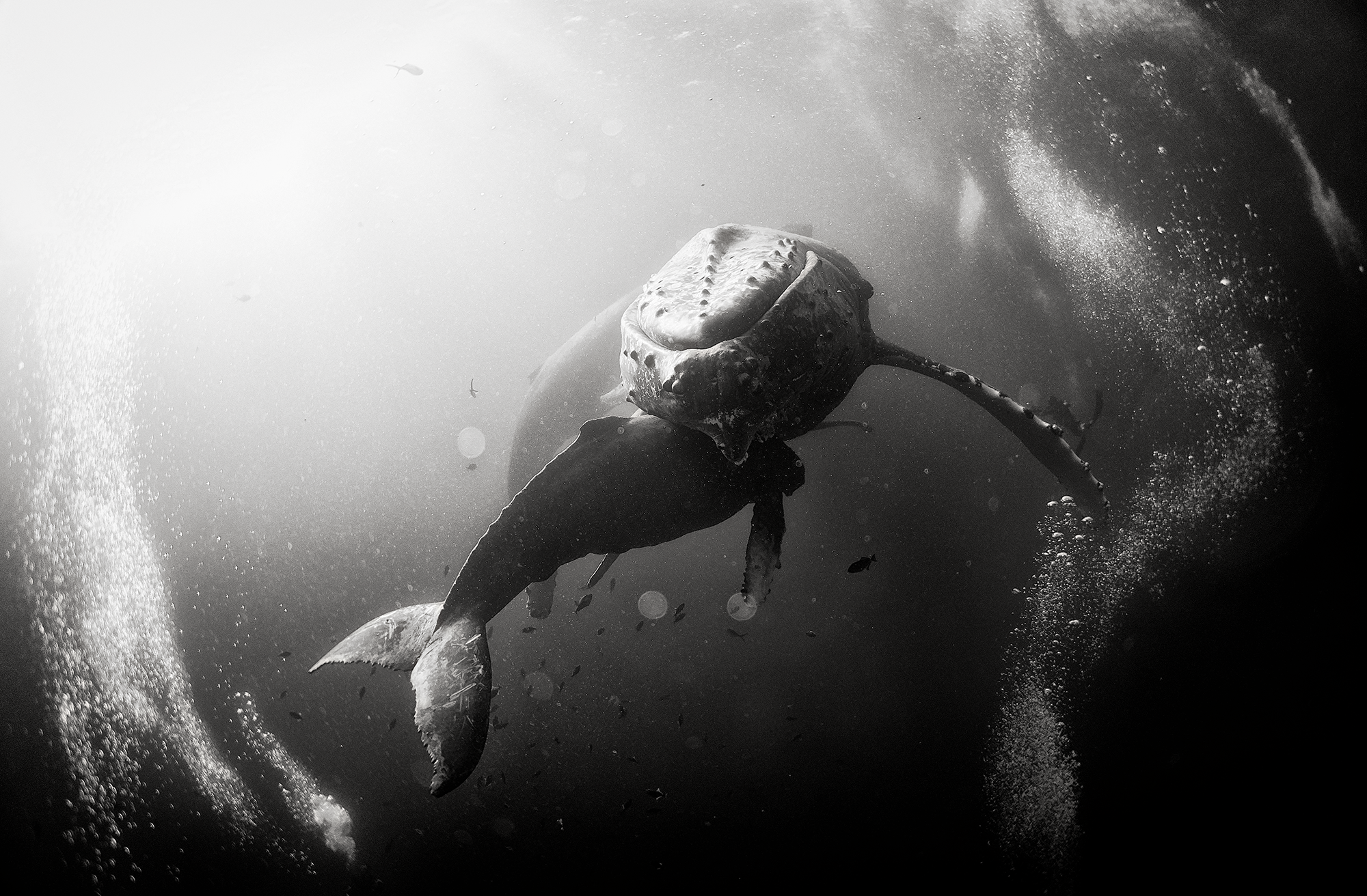 Seven Clean Seas