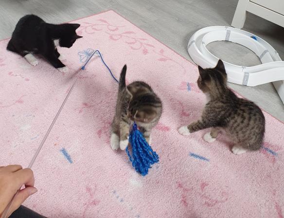 Spelen met een kat of kitten