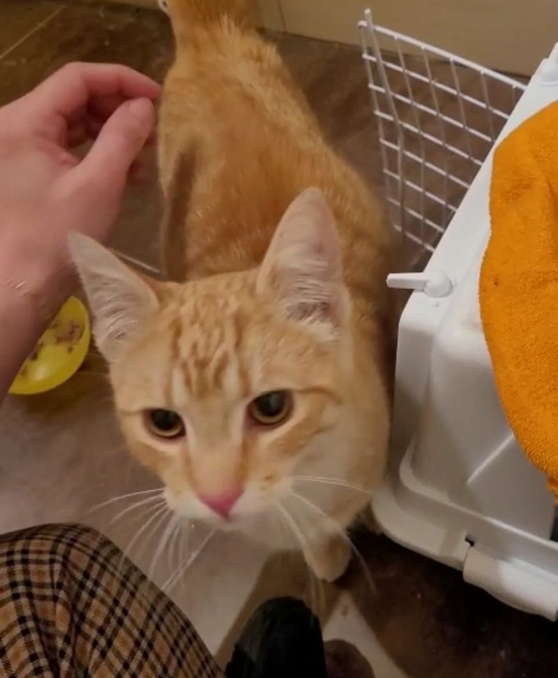 Adoptie katten | dakloos dier