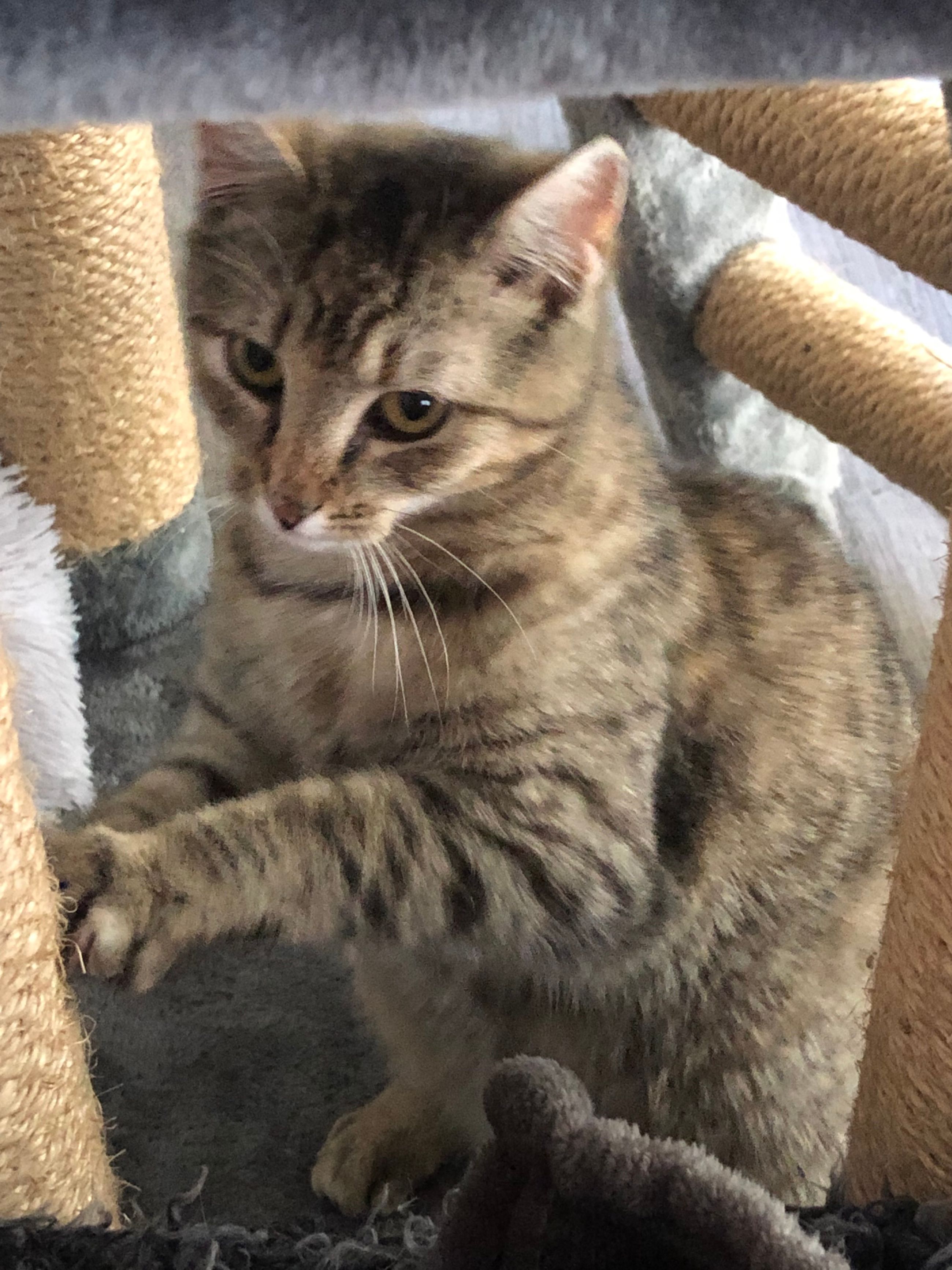 Adoptie katten | dakloos dier