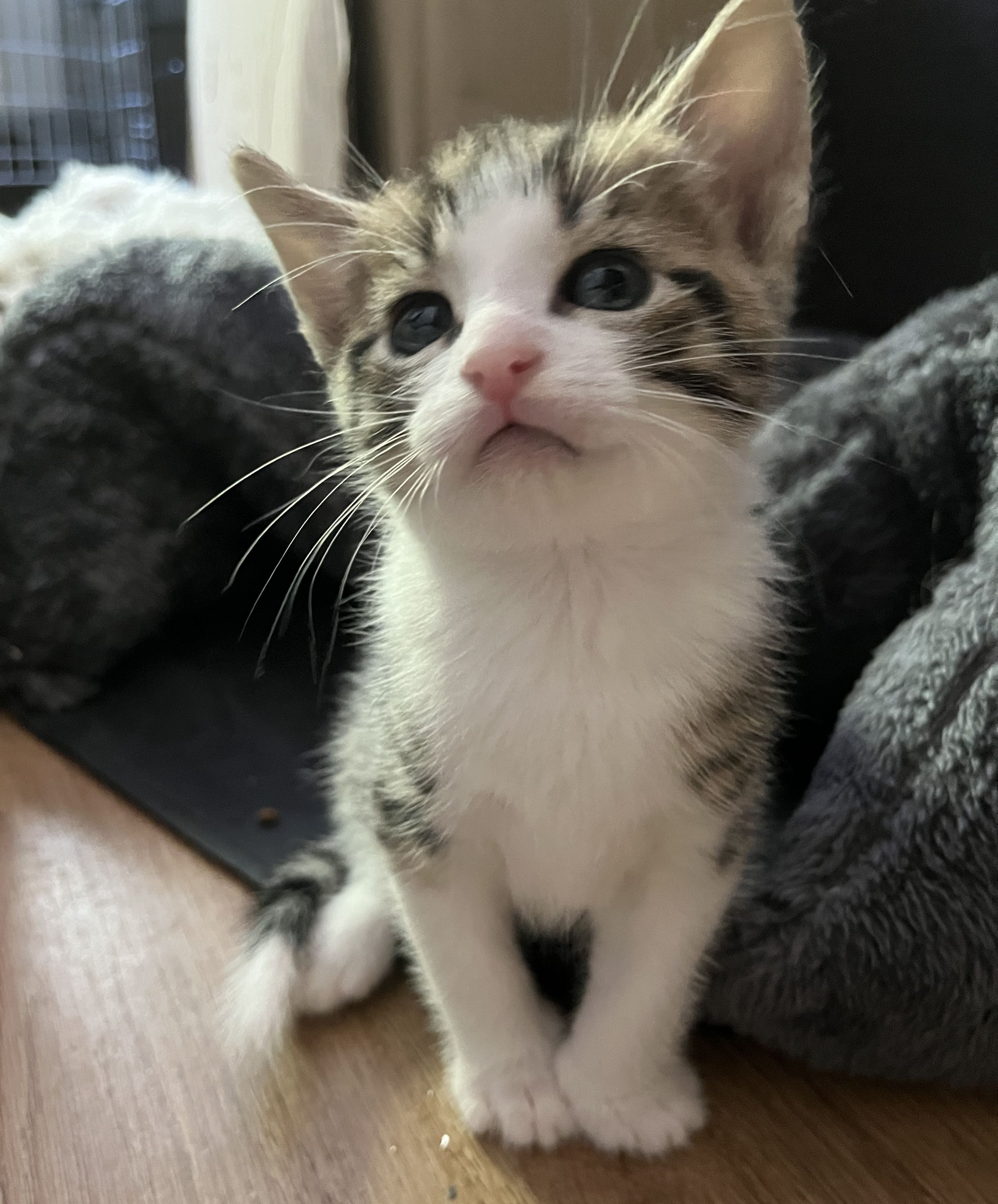 Adoptie katten | dakloos dier