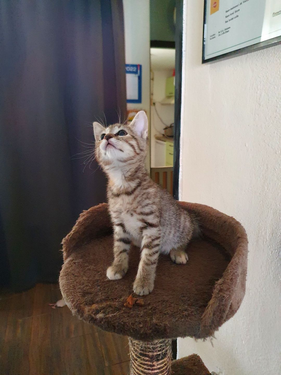 Adoptie katten | dakloos dier