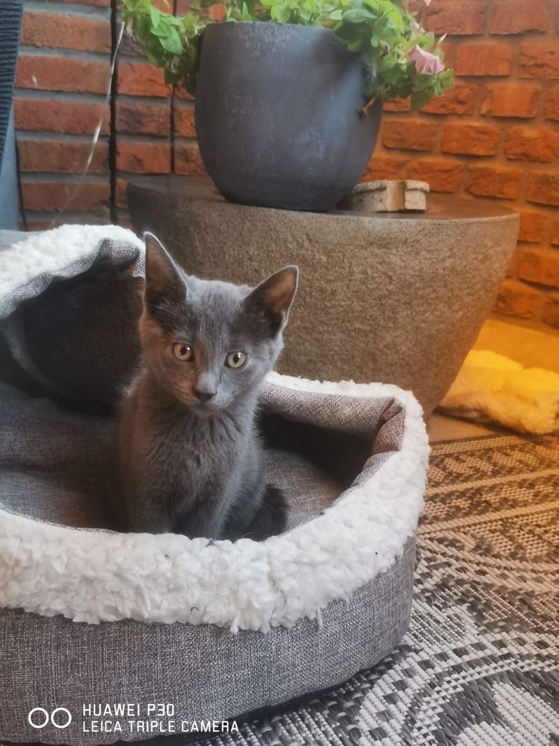 Adoptie katten | dakloos dier