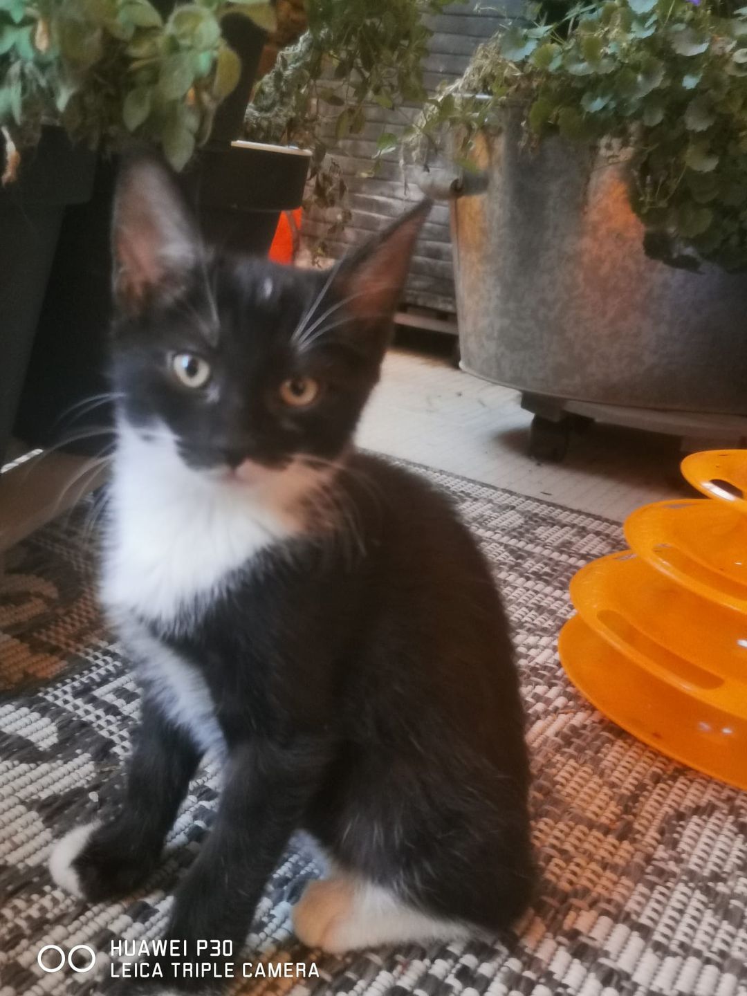 Adoptie katten | dakloos dier