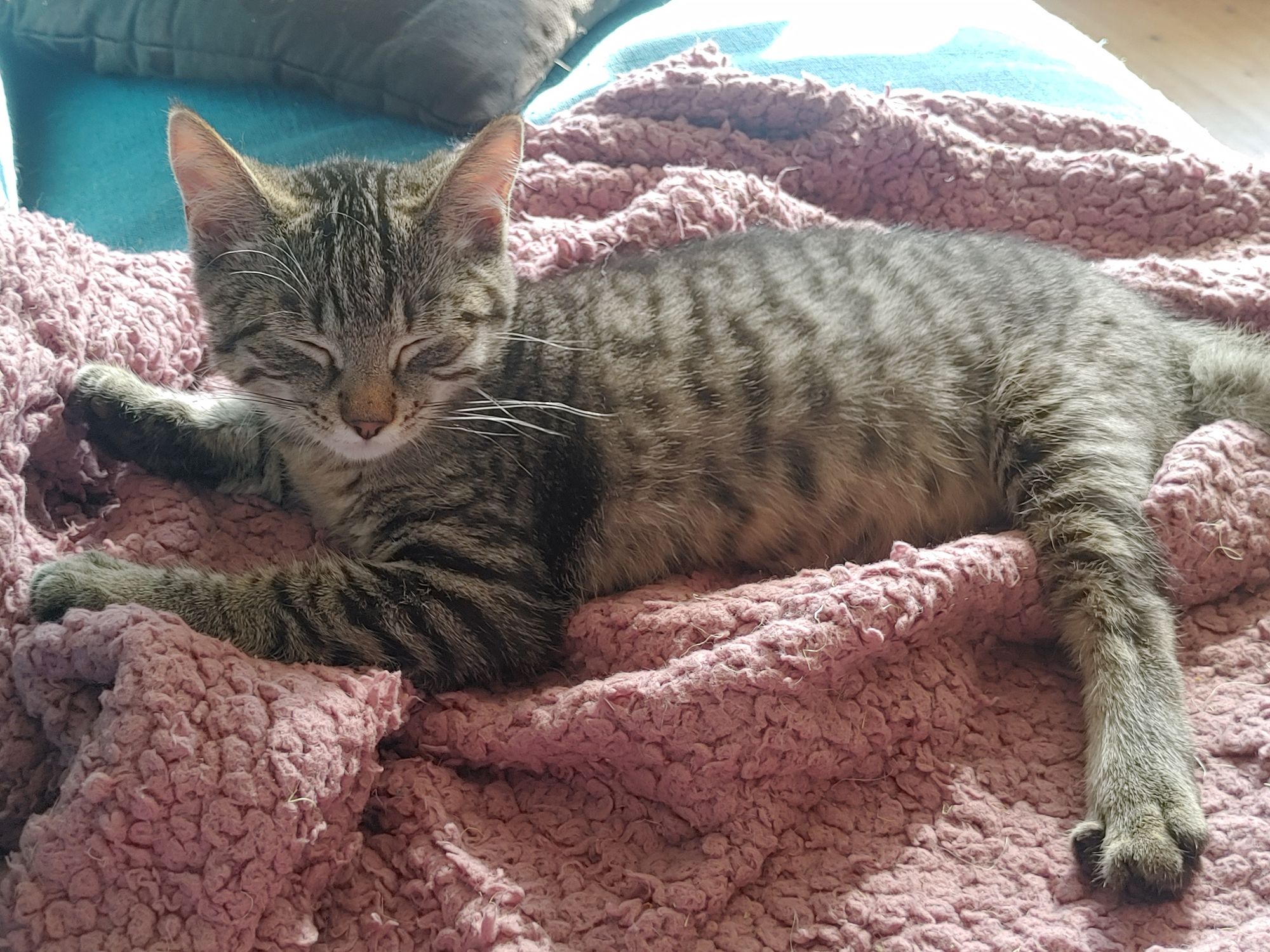 Adoptie katten | dakloos dier