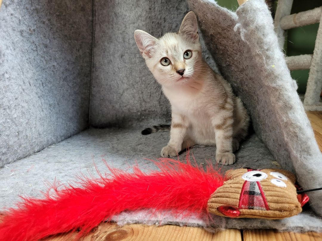 Adoptie katten | dakloos dier