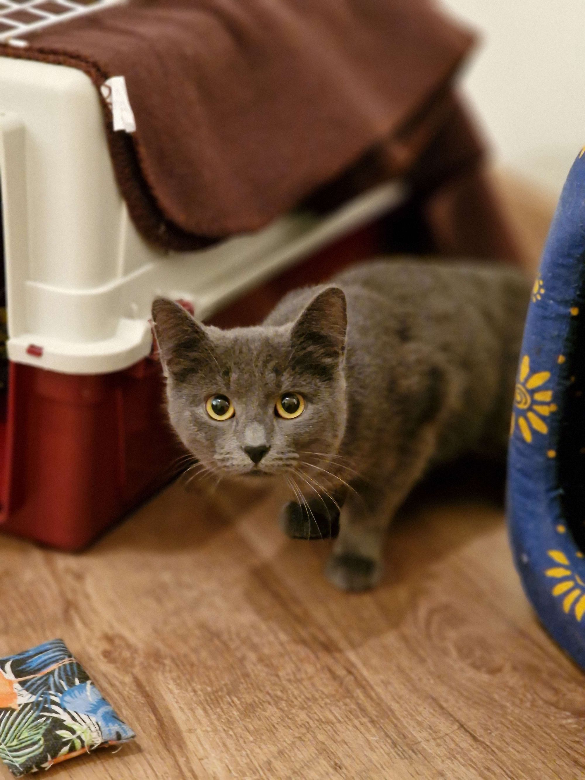 Adoptie katten | dakloos dier