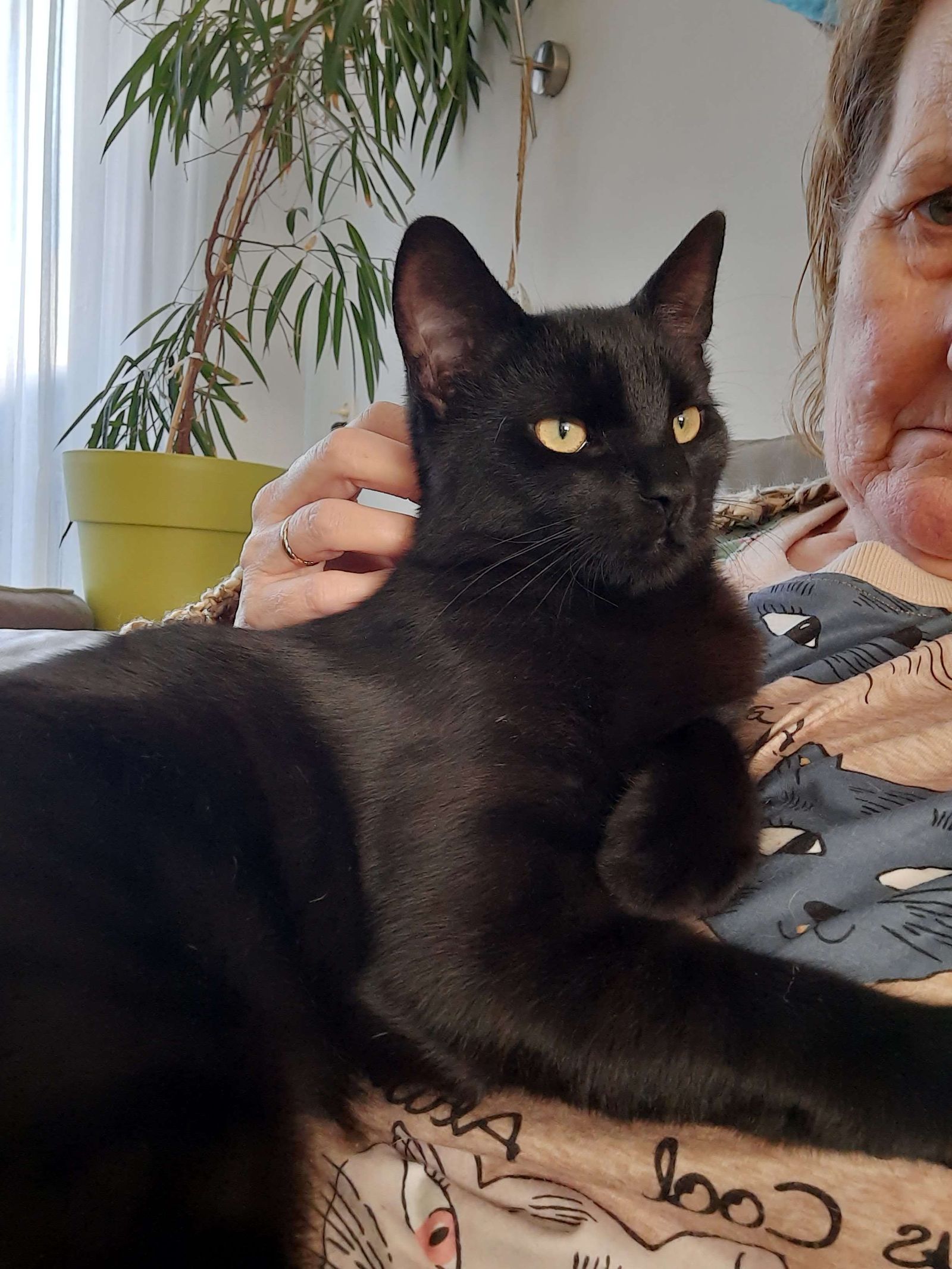 Adoptie katten | dakloos dier