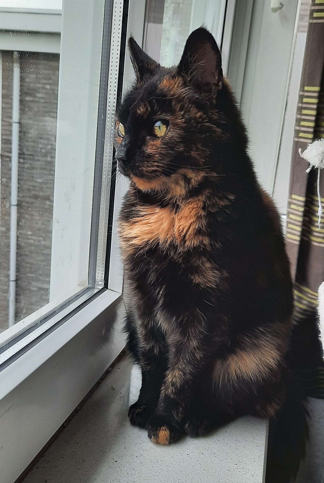 Adoptie katten | dakloos dier