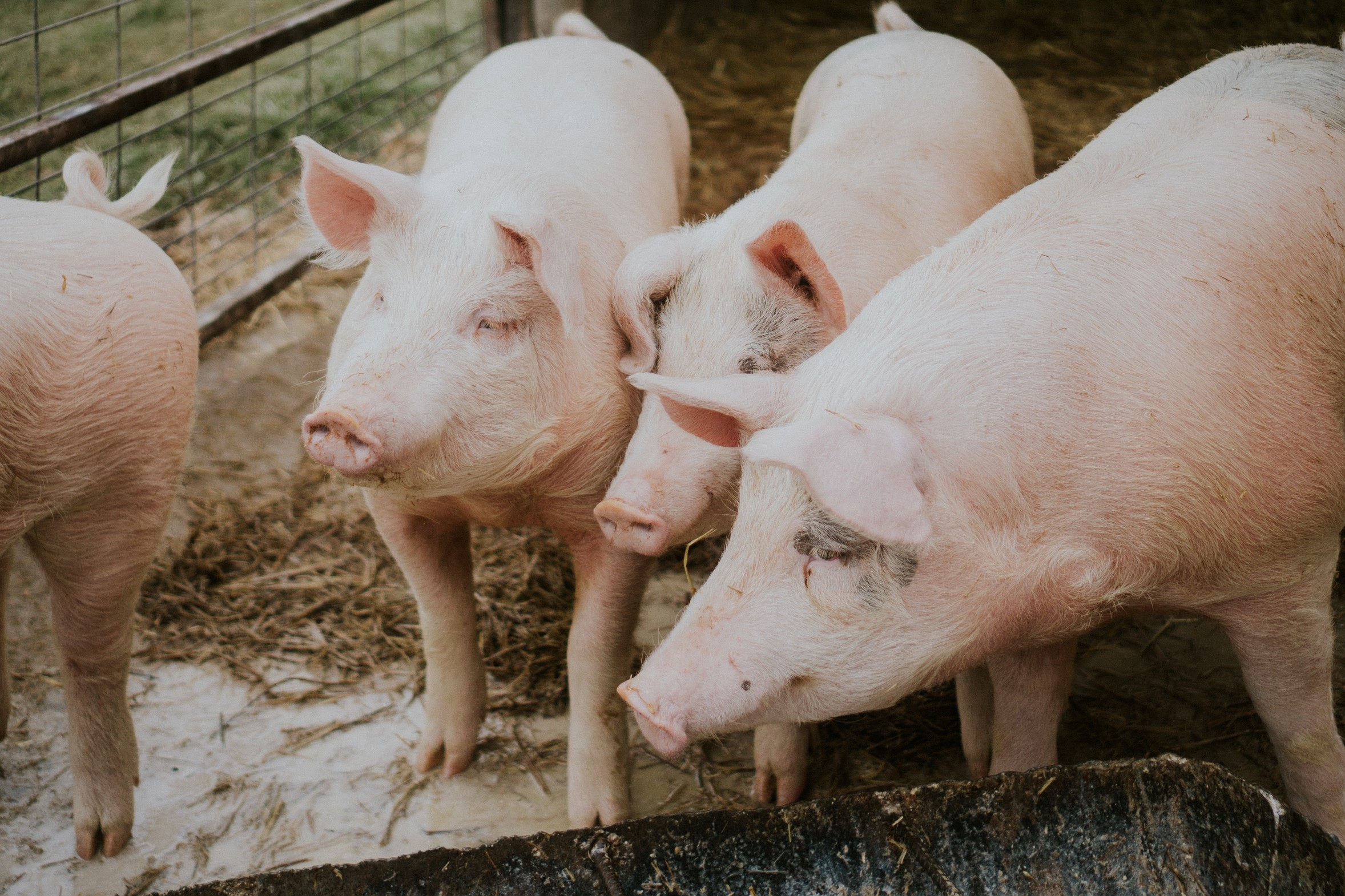 Publication on ASF KAP study among Ukrainian backyard pig farmers