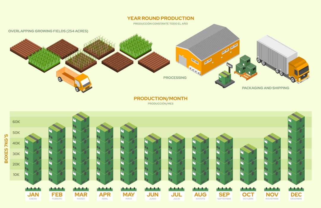 fruvego.net FRUVEGO Frutas y Vegetales del Golfo - Okra Grower from ...