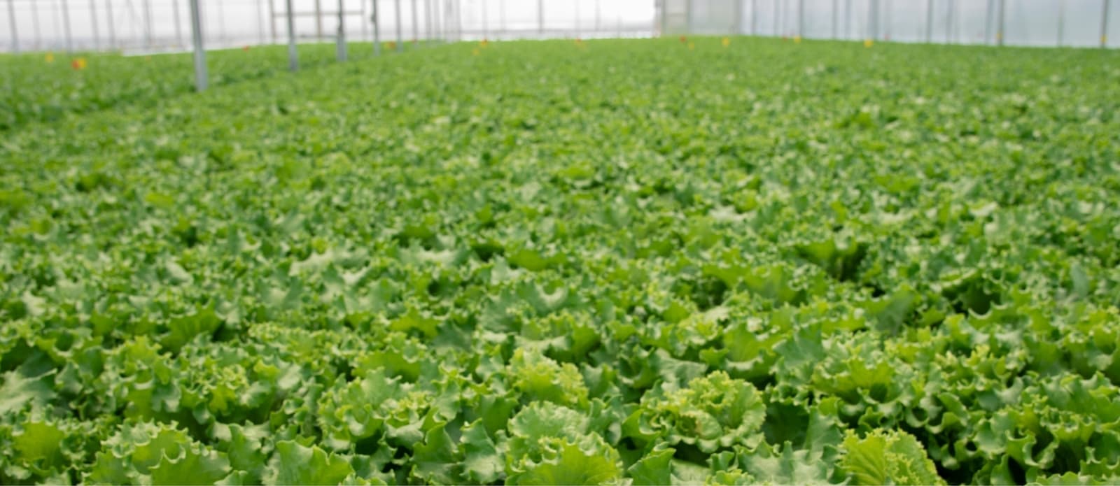 Springworks Farm – the largest aquaponic greenhouse in New England