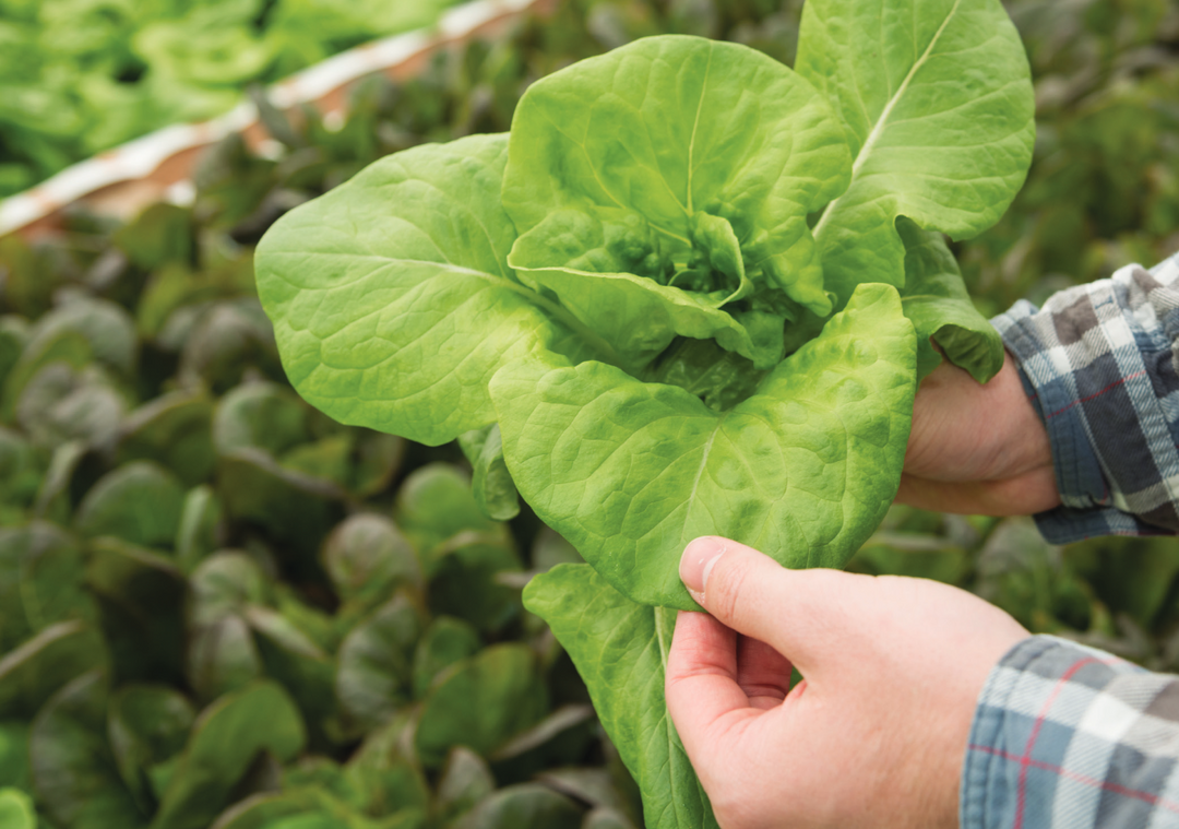 About Springworks Farm