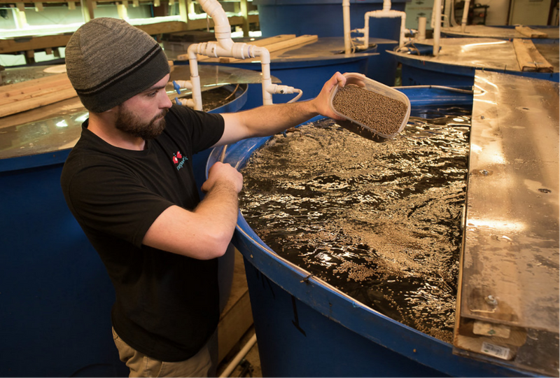 About Springworks Farm