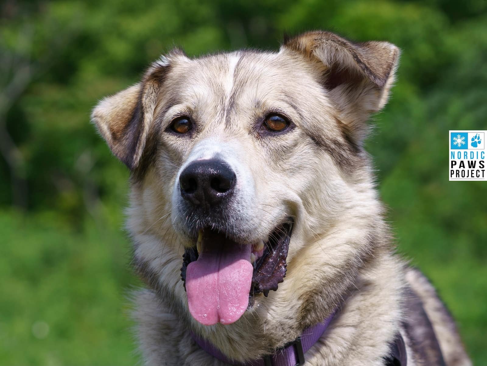 Animatch Dog Adoption Services