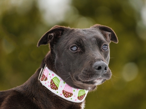 Animatch Dog Adoption Services