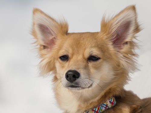 Animatch Dog Adoption Services