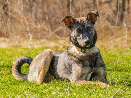 Animatch Dog Adoption Services