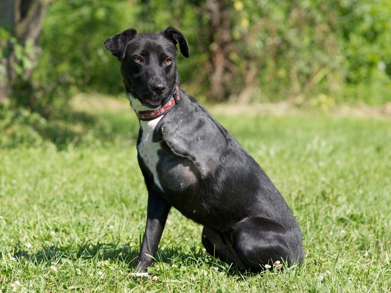 Animatch Dog Adoption Services