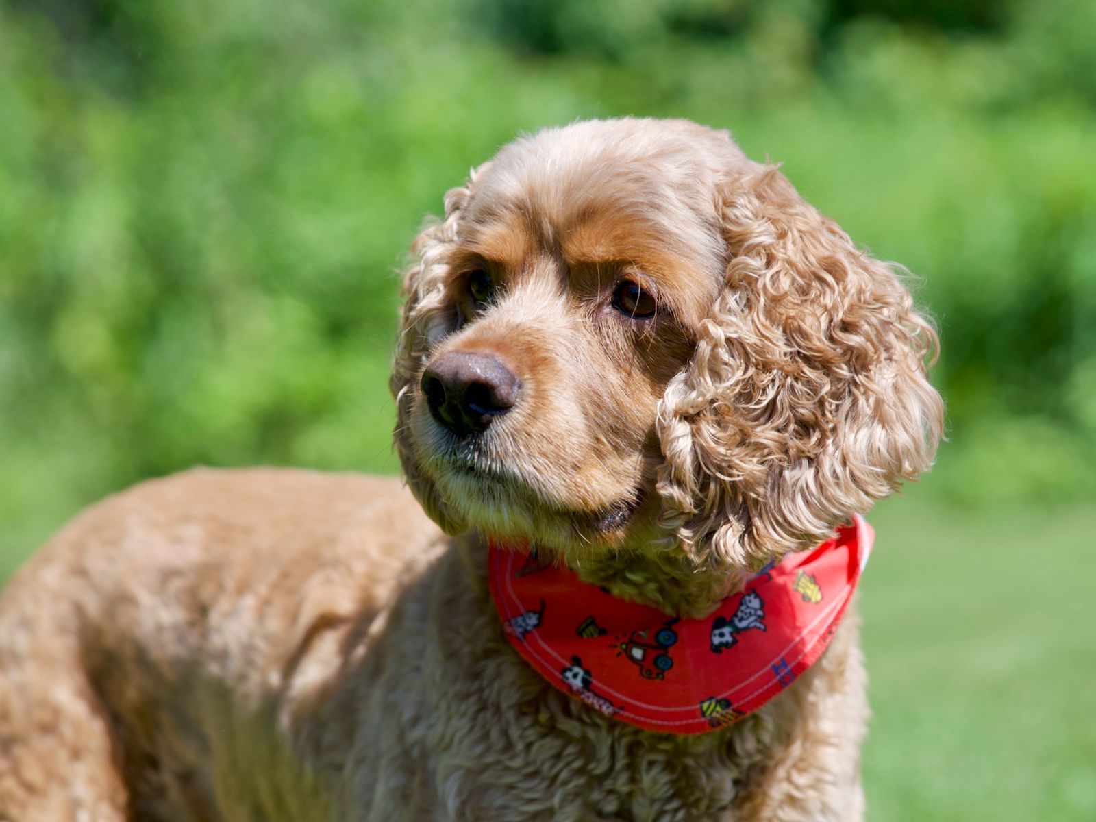 Animatch Dog Adoption Services