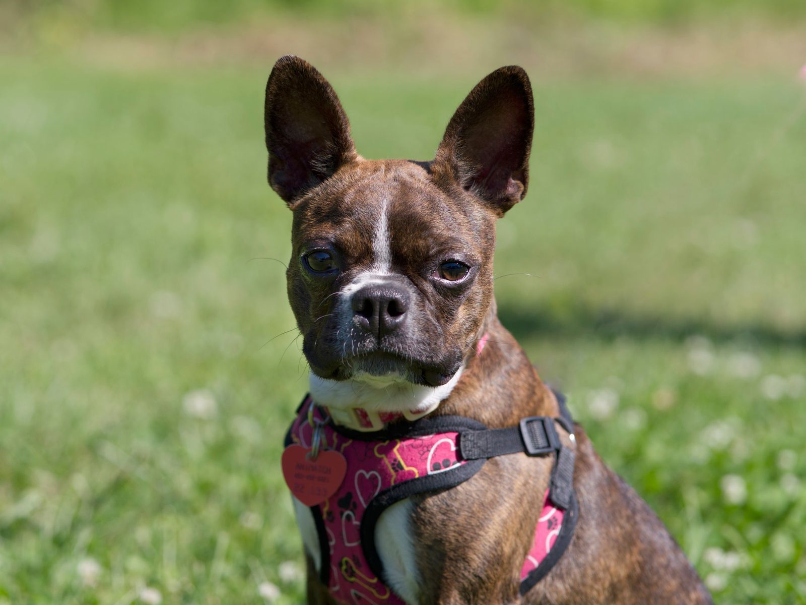 Animatch Dog Adoption Services