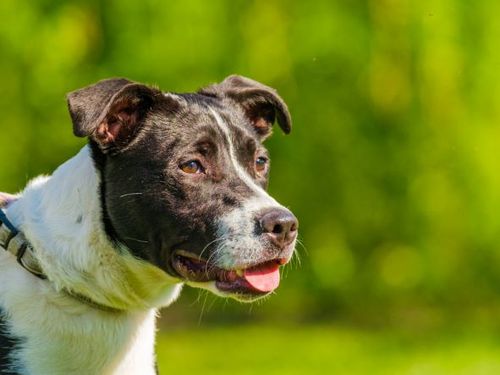 Animatch Dog Adoption Services