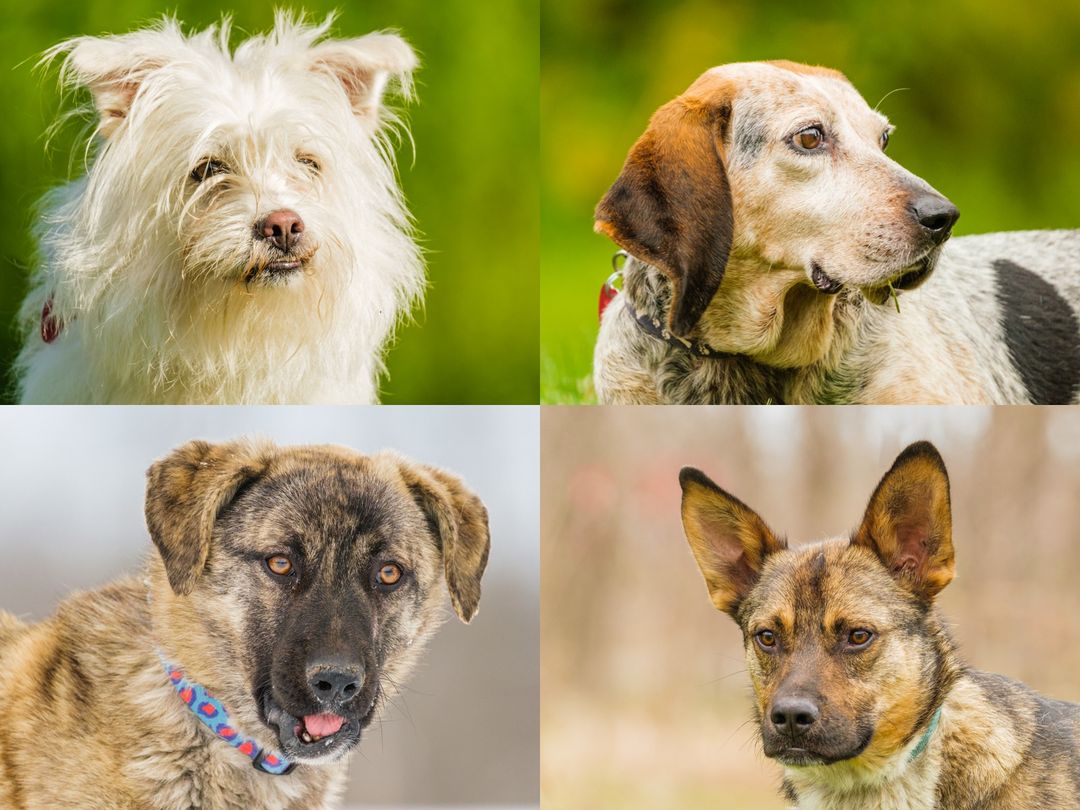 Animatch Dog Adoption Services