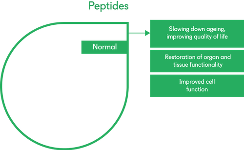 Havinson's Peptide Bioregulators | VITUAL about natural peptide ...