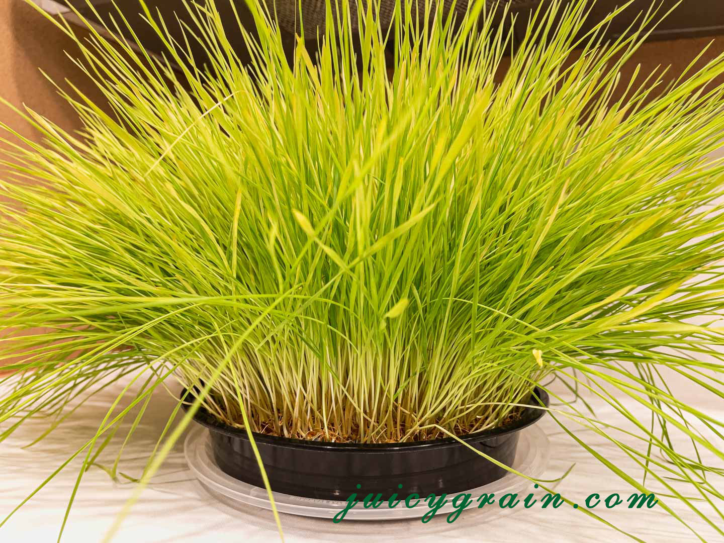 Why is my wheatgrass turning yellow? | Juicy Grain