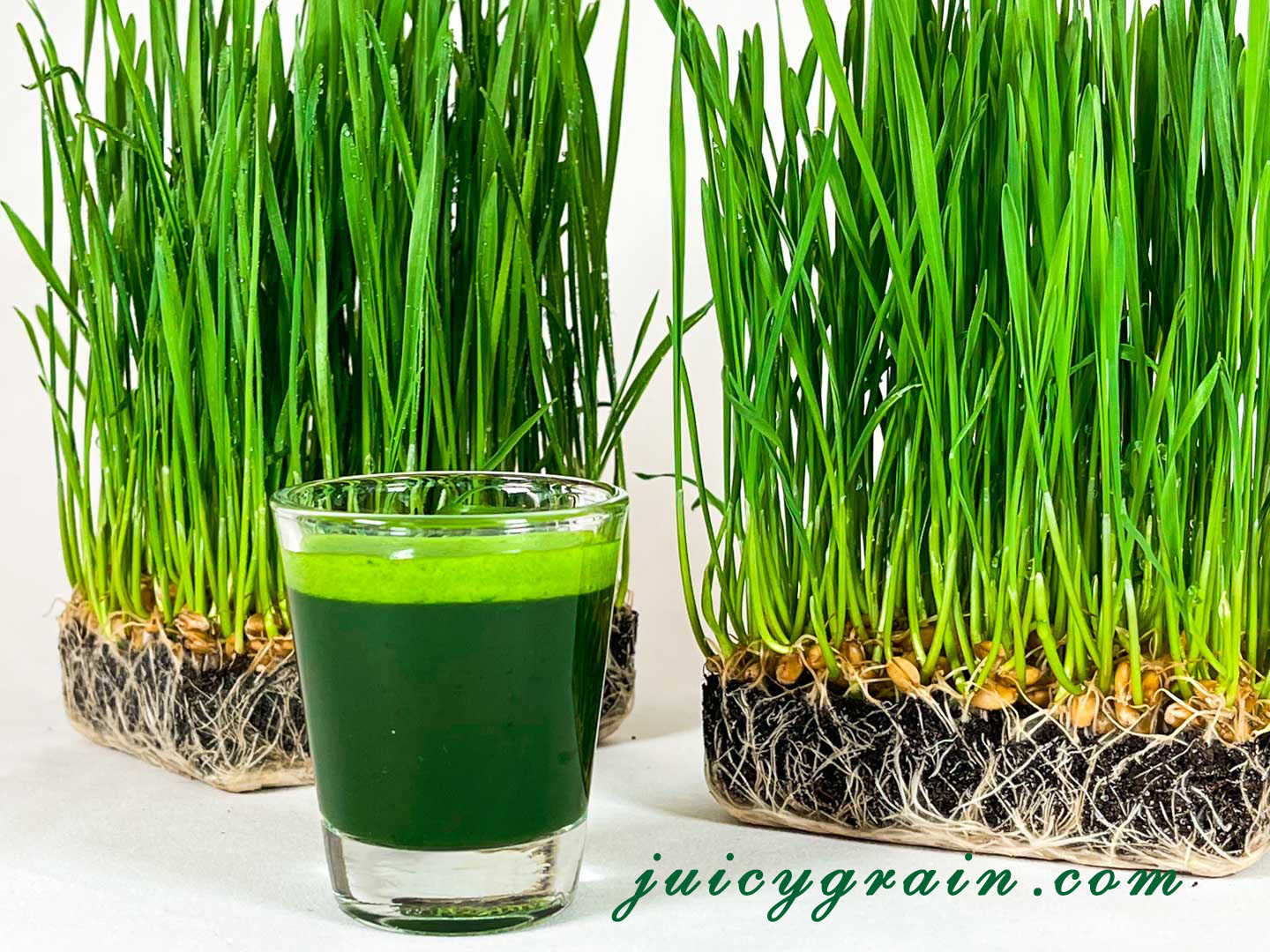 What are the best conditions for growing wheatgrass? | Juicy Grain