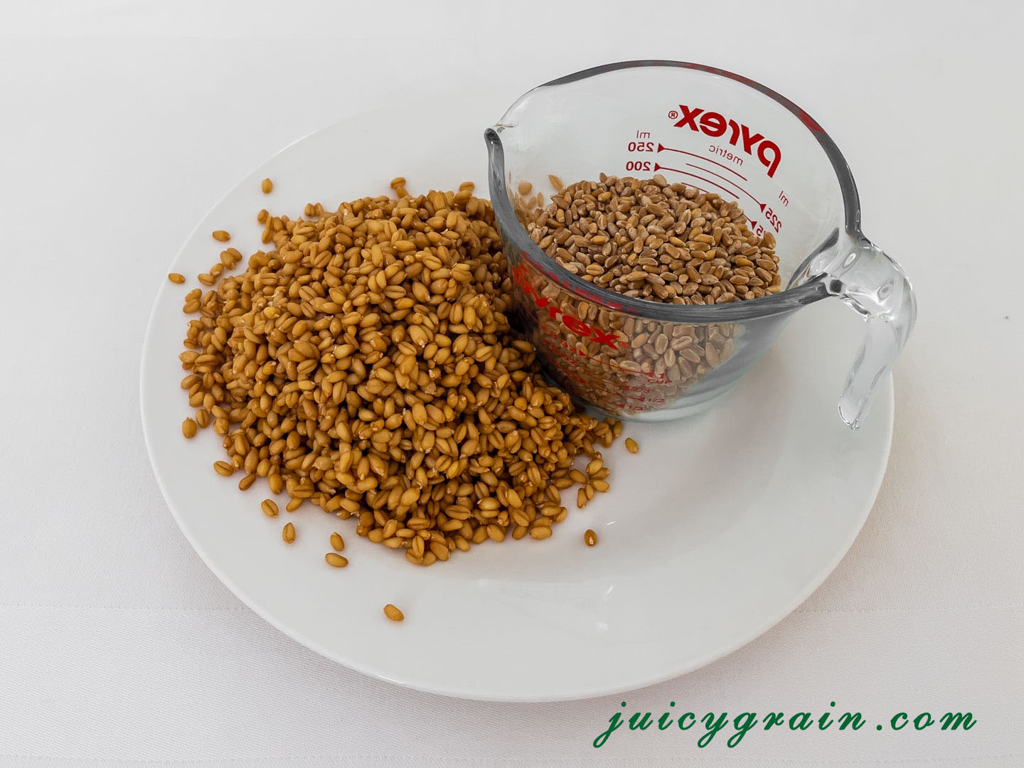 Step 1 Soaking wheatgrass seeds | Juicy Grain