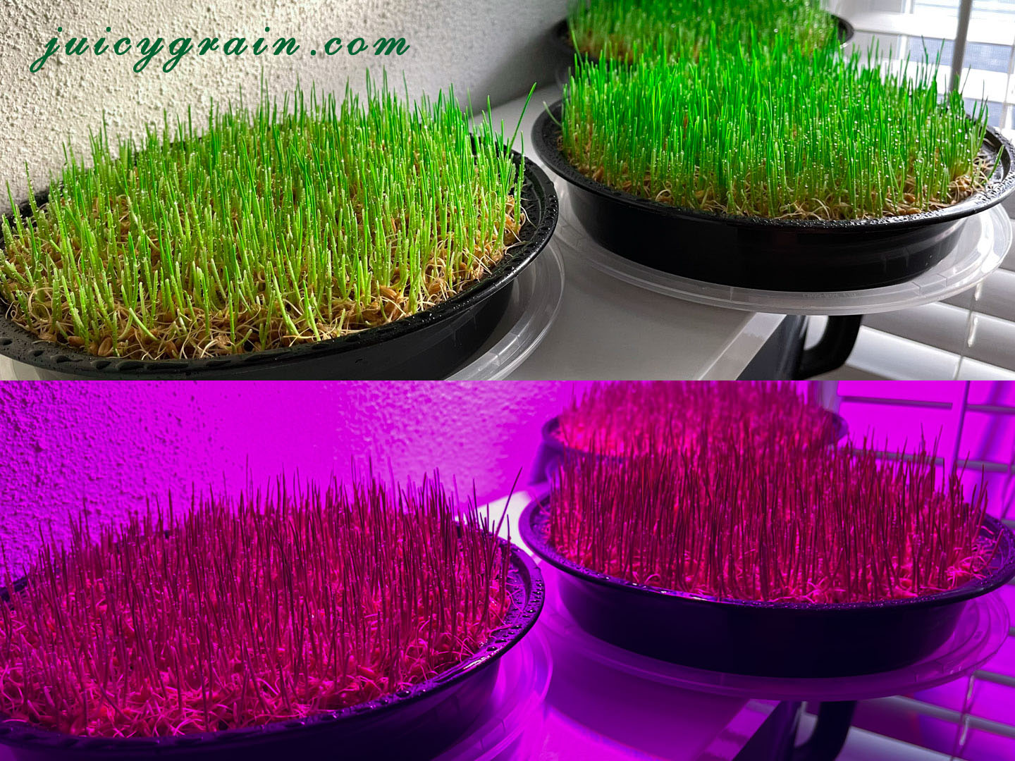 Step 4 Growing wheatgrass sprouts | Juicy Grain