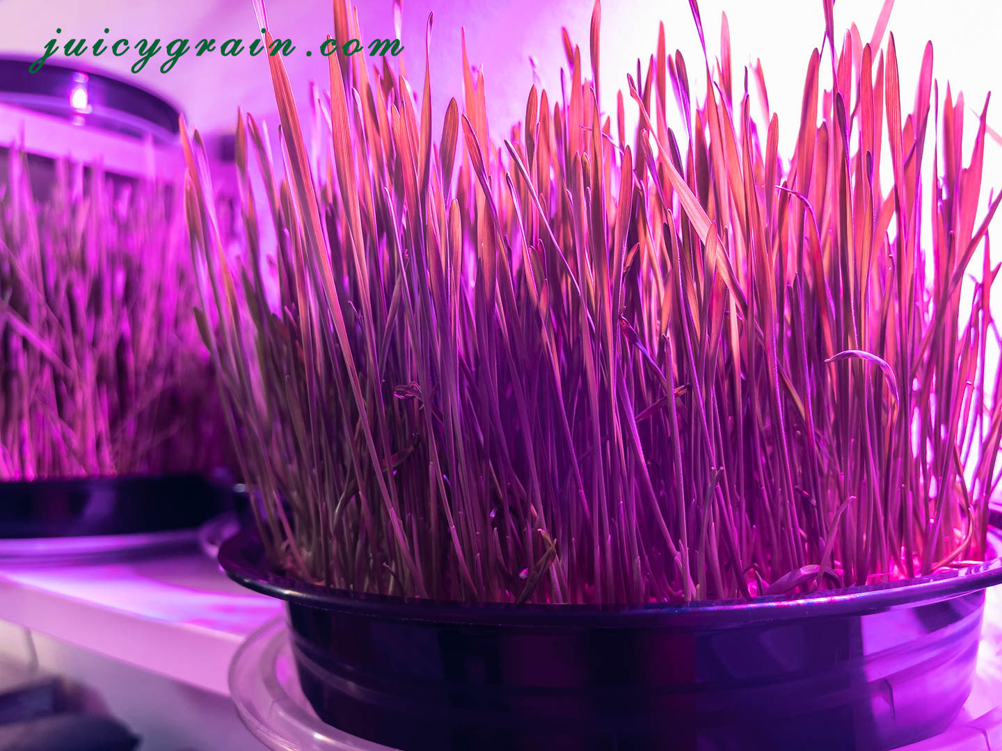 Step 4 Growing wheatgrass sprouts | Juicy Grain