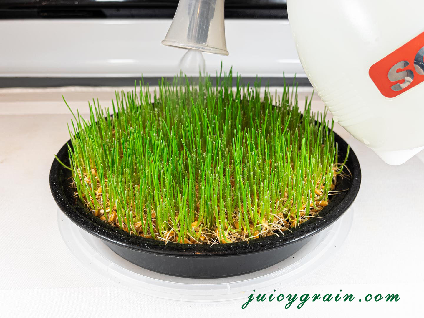 Step 4 Growing wheatgrass sprouts | Juicy Grain