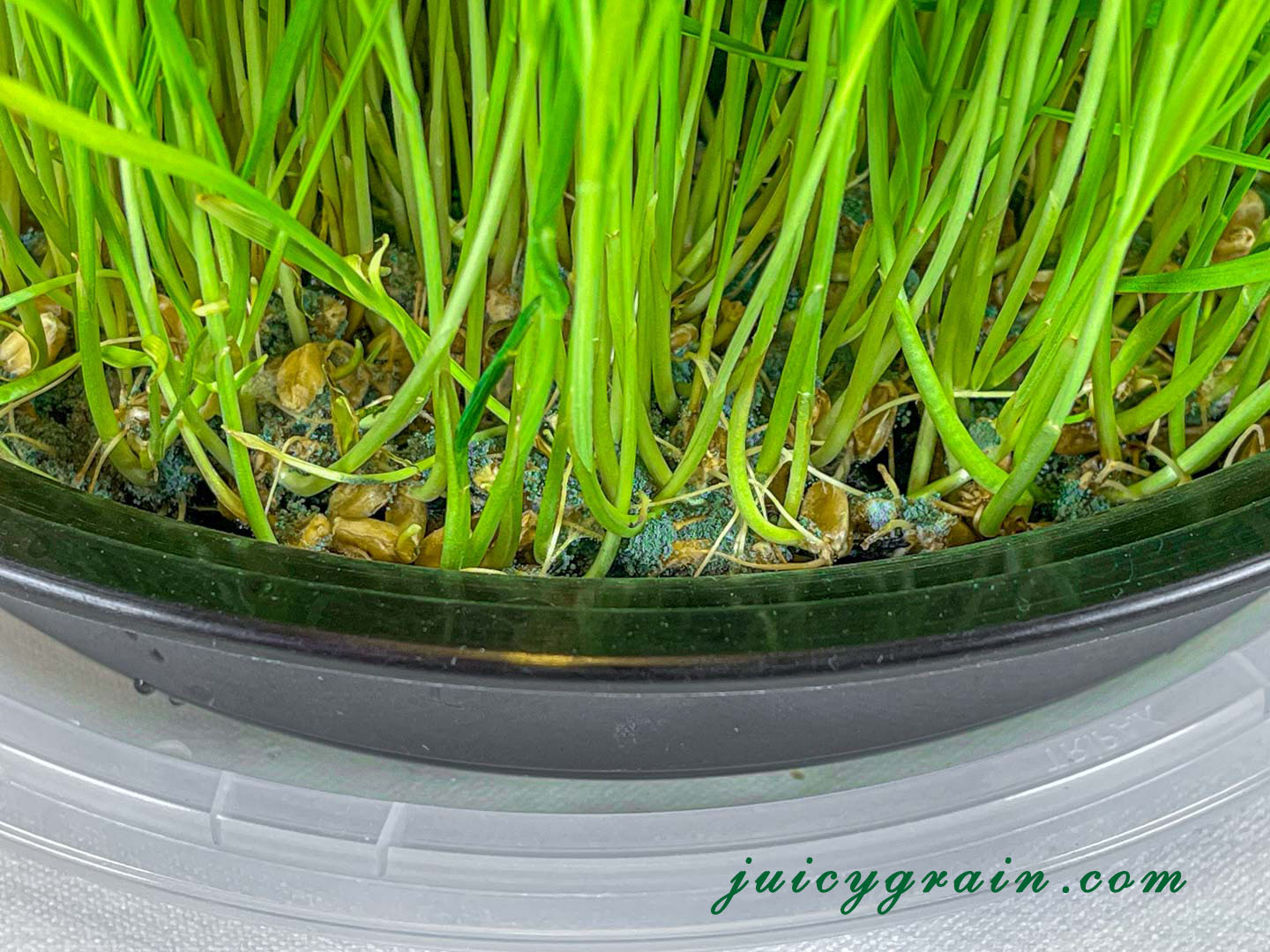 Step 4 Growing wheatgrass sprouts | Juicy Grain