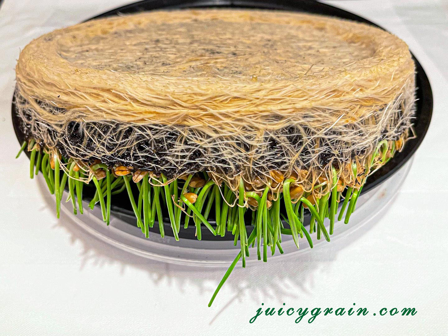 Step 4 Growing wheatgrass sprouts | Juicy Grain